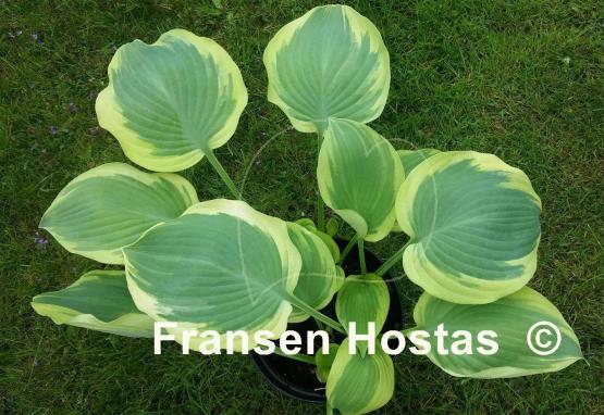 Hosta Orion's Belt - Fransen Hostas